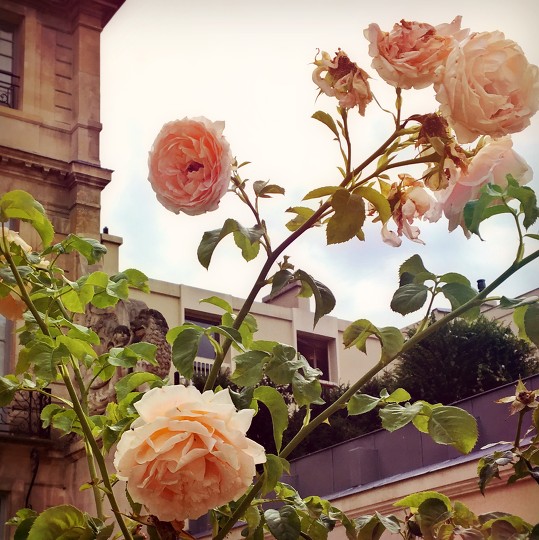 paris roses.. #travel #nature... by ckosins | BeFunky Photo Gallery