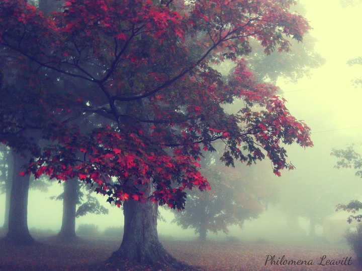One eerie autumn day by Pkleavitt12 | BeFunky Photo Gallery