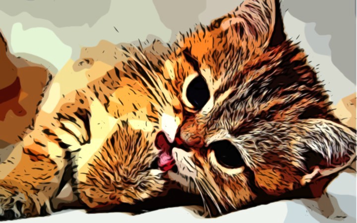 Cat by Lynemmz | BeFunky Photo Gallery