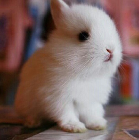 rabbit by Nicoll_123 | BeFunky Photo Gallery