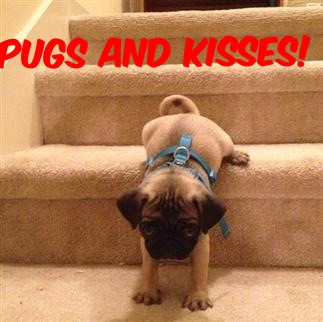 Pugs and Kisses by RereMeme123 | BeFunky Photo Gallery