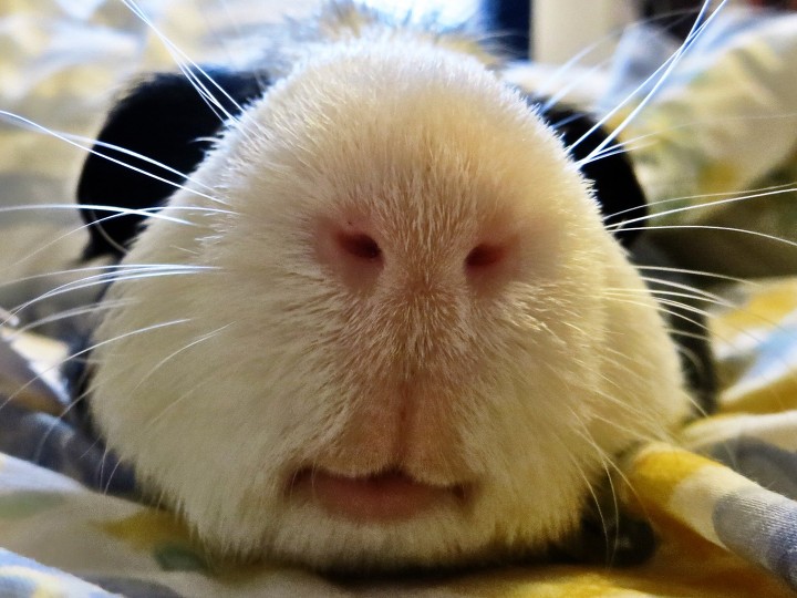 cute lil lippys by tif.filley | BeFunky Photo Gallery