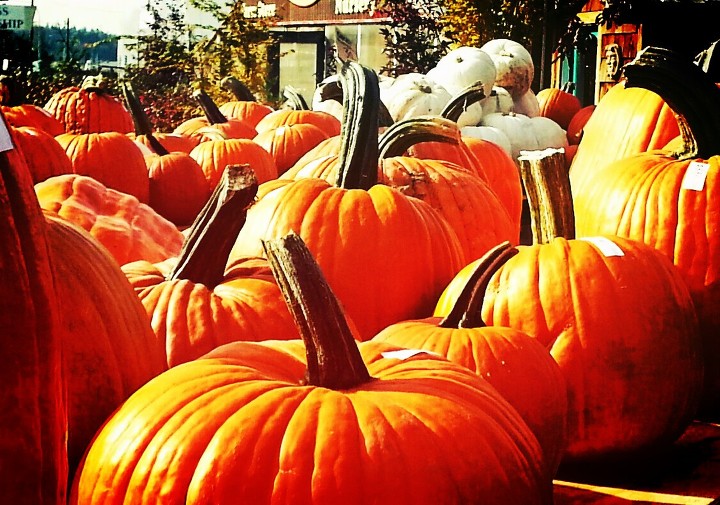 pumpkin time by joanell | BeFunky Photo Gallery