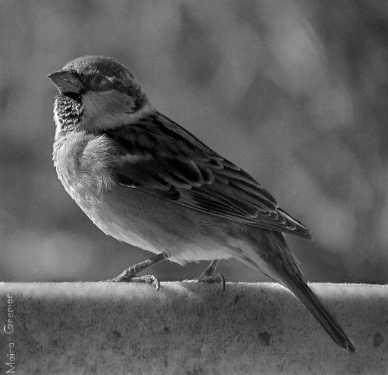b&w bird by mcgrenier2014 | BeFunky Photo Gallery