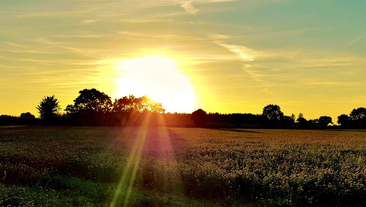 Sunset over a clover field by Merff | BeFunky Photo Gallery