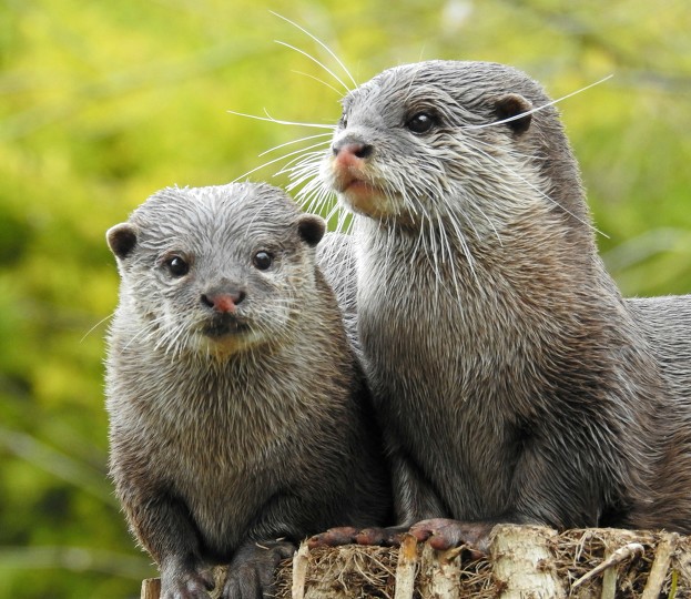 #otters #cute by sarah.murtagh | BeFunky Photo Gallery