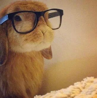 nerd bunny by justbeinme's Public Gallery - BeFunky - 7353428