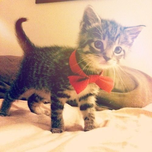 this is the cutest cat in the... by Emily1598 | BeFunky Photo Gallery