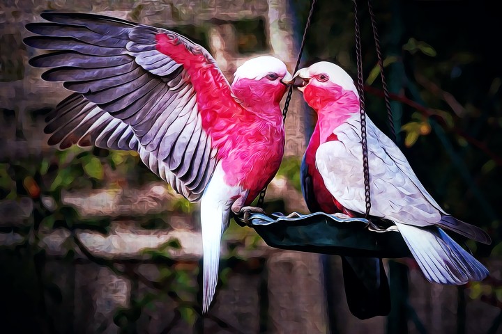 Australian Galah Parrot by abigailhughes | BeFunky Photo Gallery