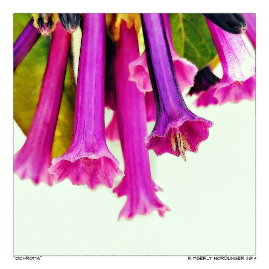 Iochroma. by KimLNo | BeFunky Photo Gallery